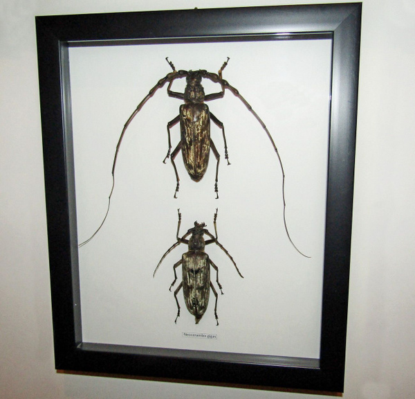 Украшение настенное интерьерное Неоцерамбикс в рамке купить по доступным ценам в интернет