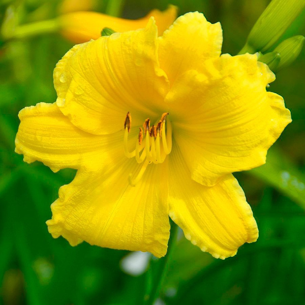 Лилейник 'Big Time Happy' - купить с доставкой по выгодным ценам в ...