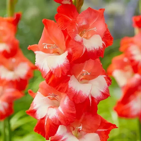 Луковицы LeFlower купить по выгодной цене в интернет-магазине OZON ...