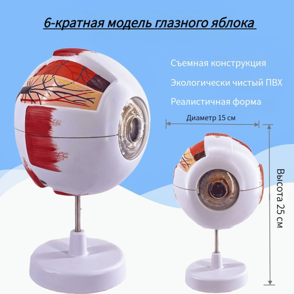 Анатомическая модель человеческого глаза - купить с доставкой по ...