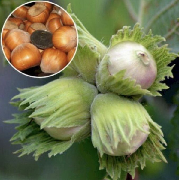 Фундук БАРСЕЛОНСКИЙ - купить с доставкой по выгодным ценам в интернет ...