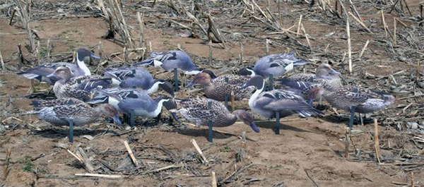 Набор подсадных уток REAL GEESE Мод. PRO SERIES II EXTREME PINTAILS ...