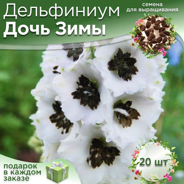 Дельфиниумы многолетние Дельфиниум_белый_черный - купить по выгодным ...
