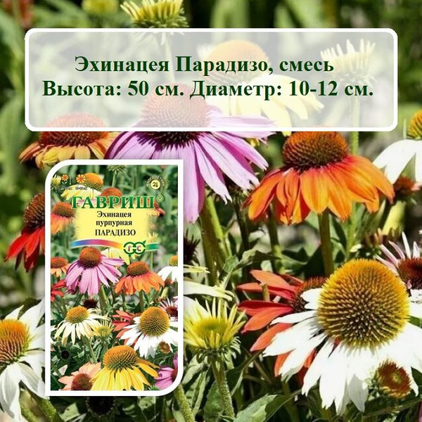Эхинацеи Гавриш ЦВЕТОВ - купить по выгодным ценам в интернет-магазине ...