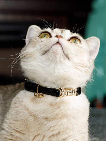 Безопасный ошейник Japan Premium Pet для кошек "Алмазные Подвески" с ...