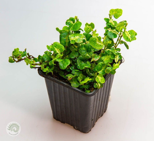 Фикус пумила керли (Ficus Pumila Curly) - купить с доставкой по ...
