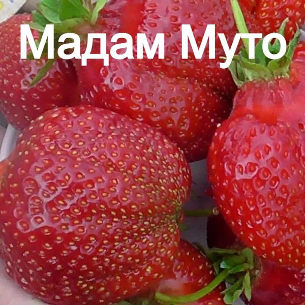 Рассада. Клубника Мадам Муто. - купить с доставкой по выгодным ценам в ...
