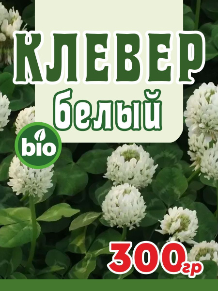 Персонарум Клевер белый ползучий - купить по выгодным ценам в интернет ...