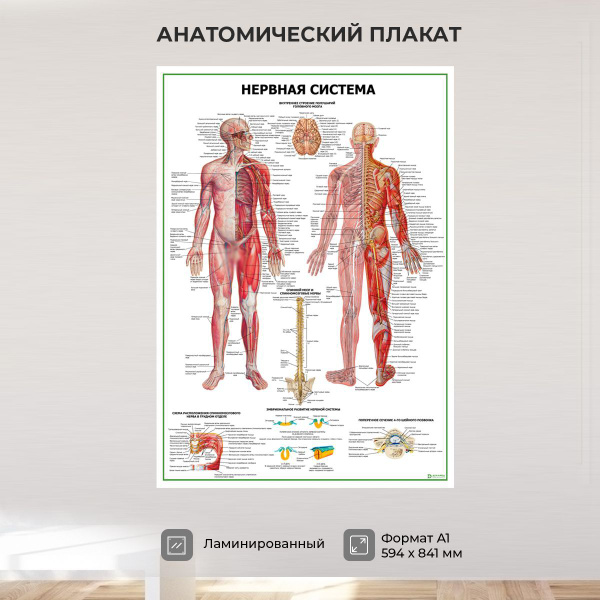 Обучающий медицинский плакат Нервная система человека А1 - купить с ...