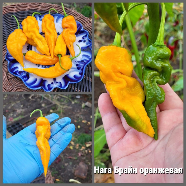 Перец острый перец острый - купить по выгодным ценам в интернет ...