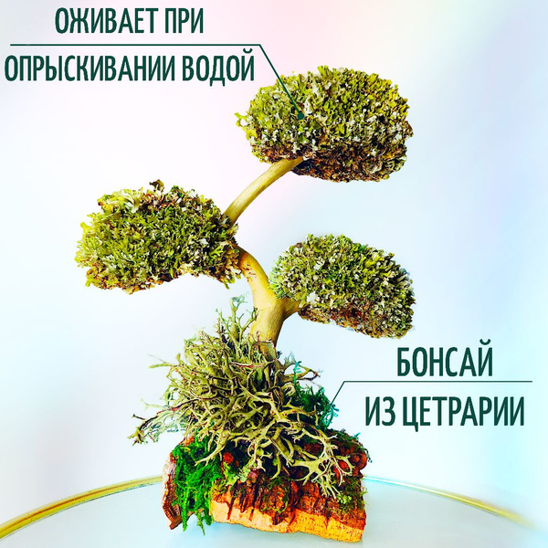 Дерево из мха Цетрария / Живой сухоцвет купить на OZON по низкой цене ...