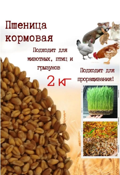 Зерно пшеницы кормовая пшеница купить с доставкой по выгодным ценам