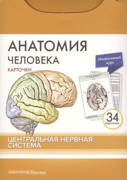 Анатомия человека: Центральная нервная система - купить с доставкой по ...
