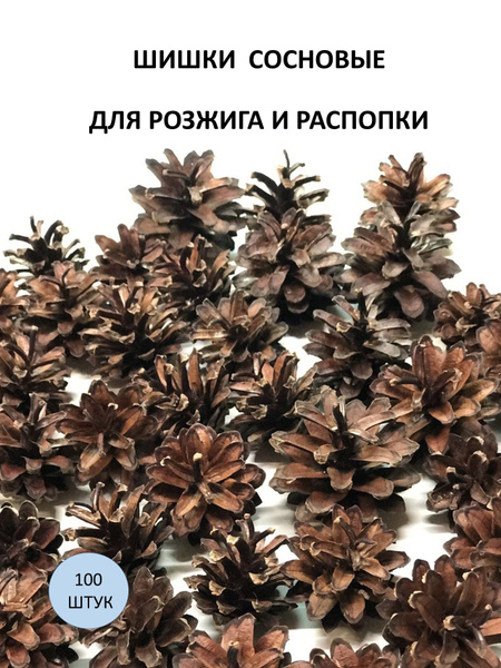 Шишки сосновые для сухого розжига угля и растопка самовара 100 штук ...