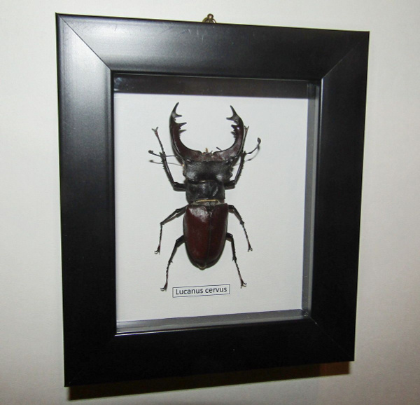 Украшение настенное интерьерное Насекомое купить по доступным ценам в интернет магазине Ozon