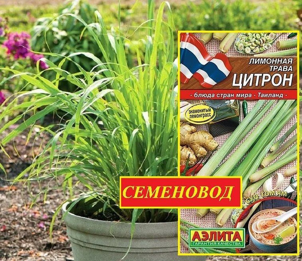 Лемонграсс, Лимонная трава Агрофирма Аэлита пряно-ароматическое ...