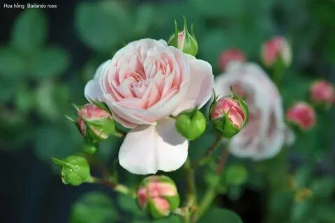 Роза Bailando (Байландо) - купить с доставкой по выгодным ценам в ...