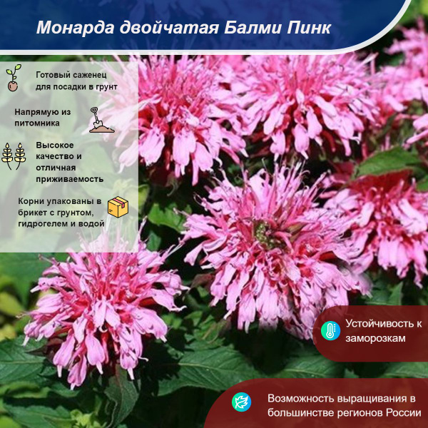 Монарда двойчатая Балми Пинк - купить с доставкой по выгодным ценам в ...
