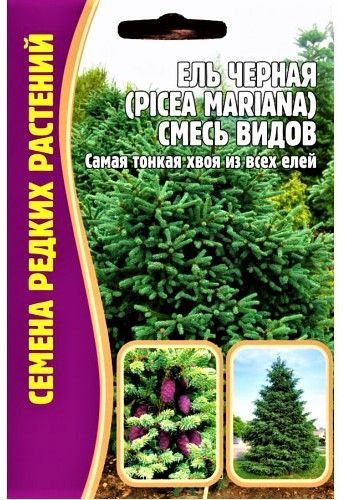 Ель Редкие семена Ель Черная Picea mariana смесь видов 20шт Редкие ...