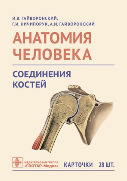 Карточки Анатомия человека. Соединения костей. Наглядное учебное ...
