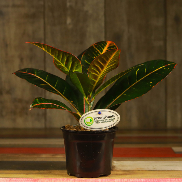 Кротон LuxuryPlants Зеленый, 12 дм, 1 шт - купить по выгодной цене в ...