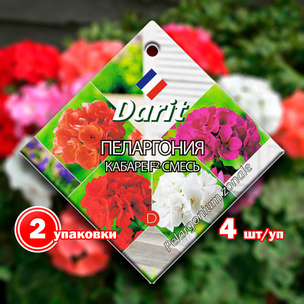 Пеларгонии (Герань) Darit Пеларгония Кабаре F2 смесь М*4шт_2 - купить ...