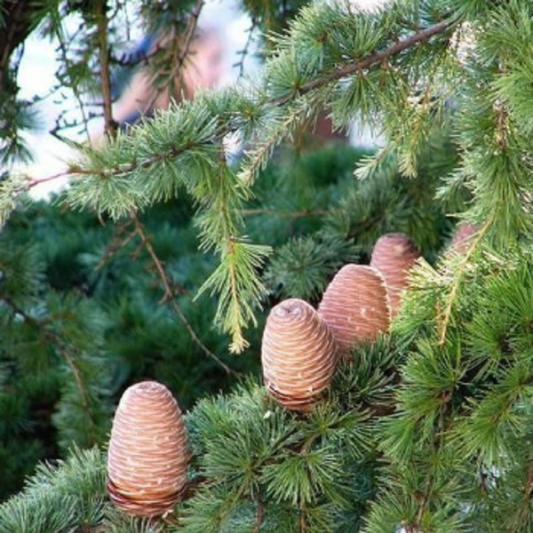 Кедр Deodar SEEDS COMPANY Хвойные - купить по выгодным ценам в интернет ...