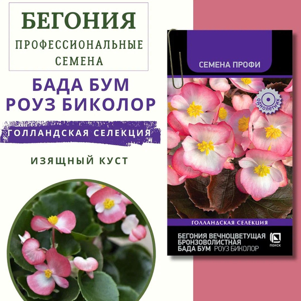 Бегония, Бегонии комнатные ПОИСК Агрохолдинг begonia - купить по ...