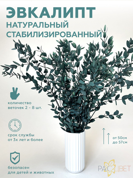 Сухоцветы Эвкалипт, 55 см купить на OZON по низкой цене (1795210150)