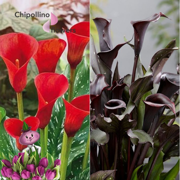 Клубни Калла Chipollino flowers купить по выгодной цене в интернет ...