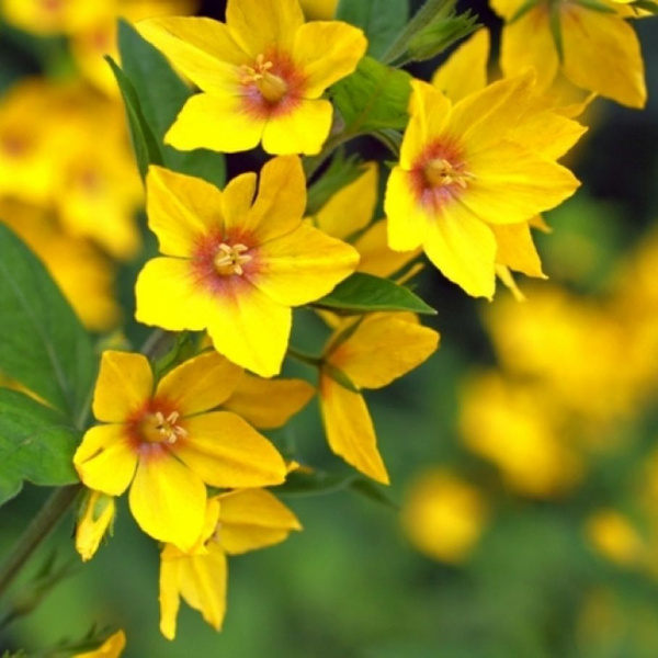 Вербейник обыкновенный - купить с доставкой по выгодным ценам в ...