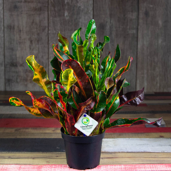 Кротон LuxuryPlants Желто-зеленый, 1 шт - купить по выгодной цене в ...