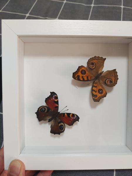 Украшение настенное интерьерное Бабочка в рамке Junonia0001 купить по доступным ценам в