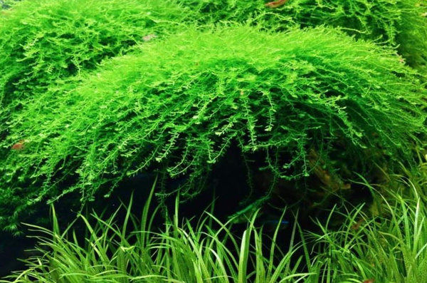 Мох Бабл (Moss sp. Bubble) - купить с доставкой по выгодным ценам в интернет-магазине OZON ...