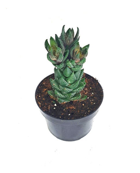 Хавортия Рейнвардта Haworthia reinwardtii комнатное растение в горшке ...