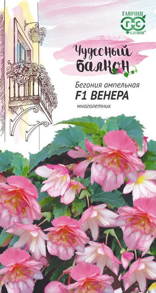 Бегония, Бегонии комнатные Гавриш Бегония Венера F1 клубневая, амп ...