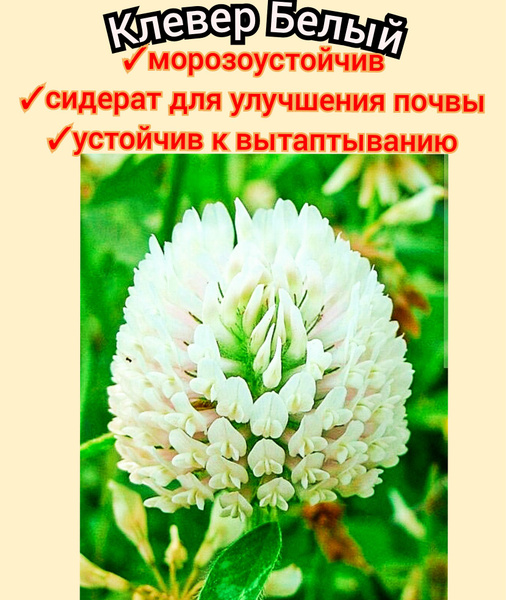 Клевер белый медоносный для пасеки 1 кг, сидерат для сада, цветы для ...