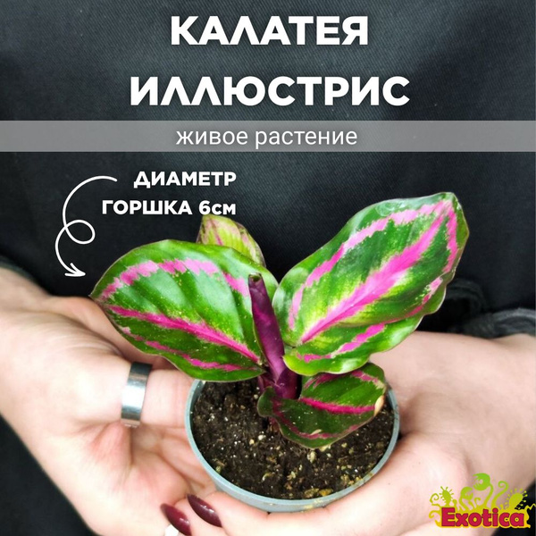 Калатея Розеопикта Иллюстрис (Calathea Roseopicta Illustrious) D6см ...