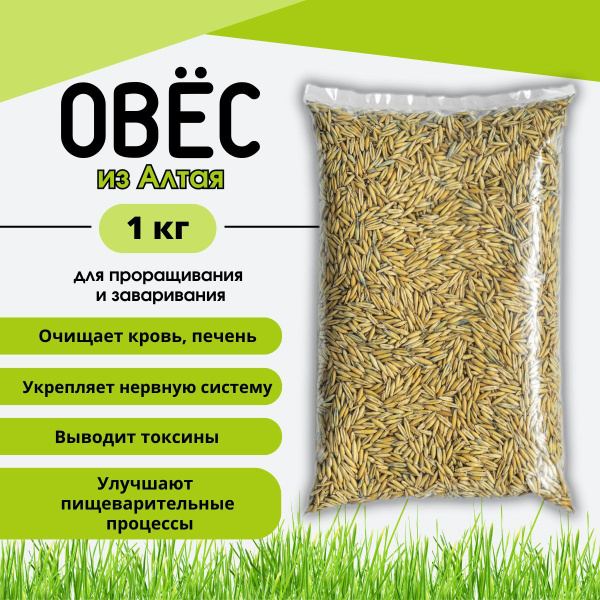 Овес для заваривания, для отваров, в оболочке, био семена, зерно ...
