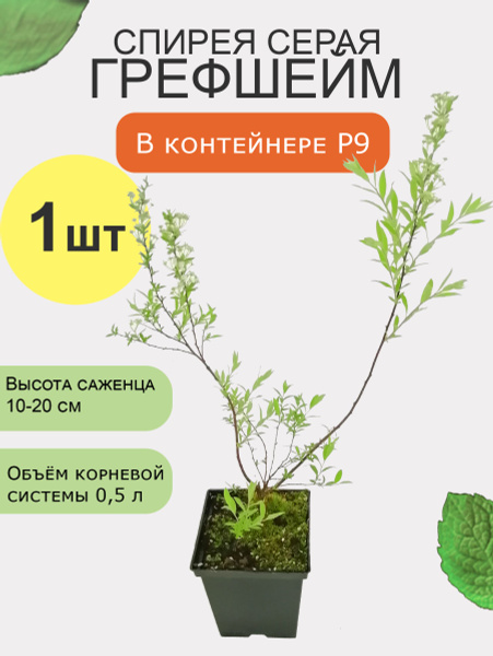 Спирея серая Грефшейм. Саженец с закрытой корневой системой в ...