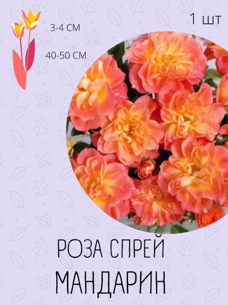 Роза карликовая/Саженец розы - купить с доставкой по выгодным ценам в ...