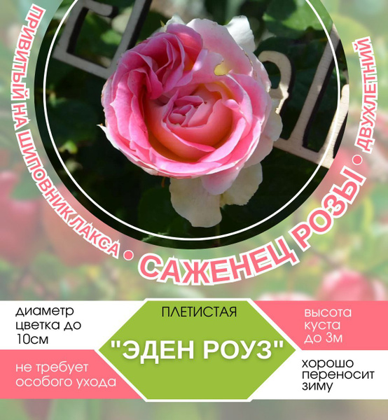 Саженцы Роза плетистая Эден Роуз - купить с доставкой по выгодным ценам ...