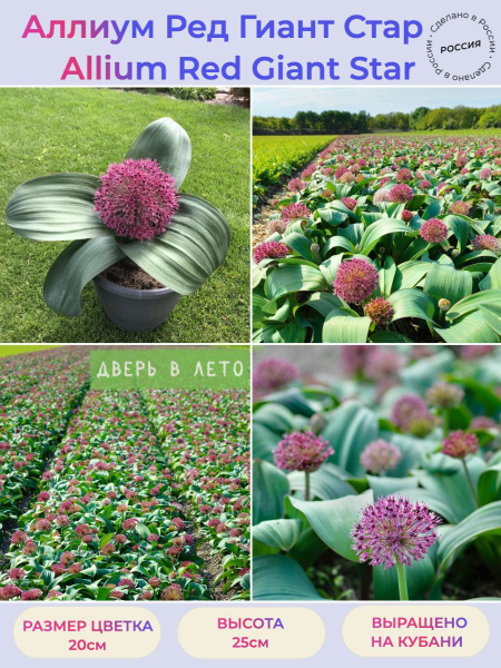 Аллиум Ред Гиант Стар Allium Red Giant Star Декоративный Лук 5шт в ...