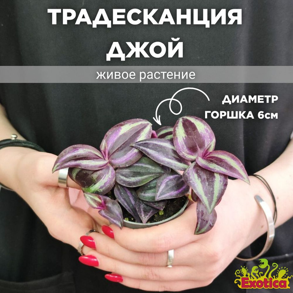 Традесканция Exotica Tradescantia Purple Joy, 6 дм, 1 шт - купить по ...