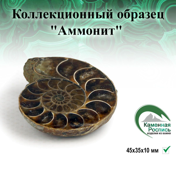 Коллекционный образец "Аммонит" - купить с доставкой по выгодным ценам ...