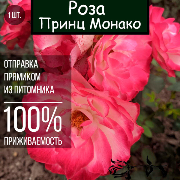 Саженец розы Принц Монако / Роза флорибунда - купить с доставкой по ...