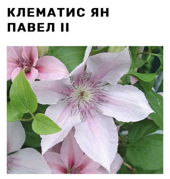 Клематис - купить по выгодным ценам в интернет-магазине OZON (858163799)