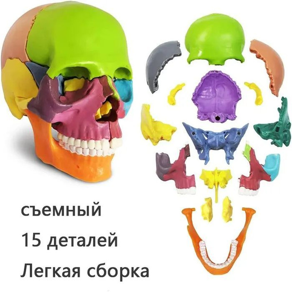 Анатомическая модель человеческого черепа, цветные черепа для изучения ...