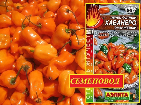 Перец Аэлита Перец._Перец острый ХАБАНЕРО оранжевый - Отлично растет в ...