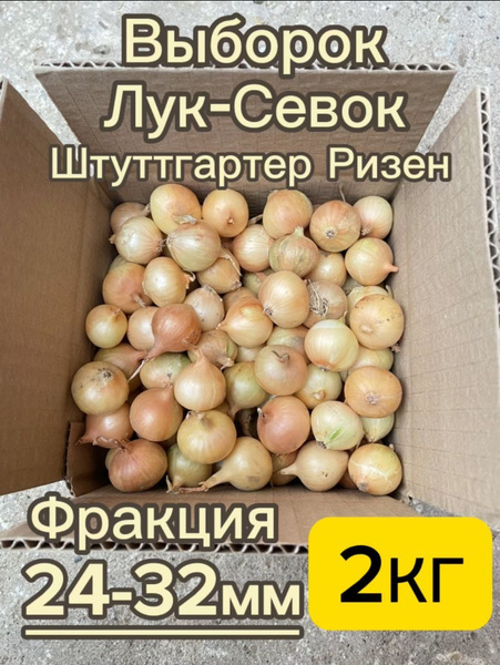 Луковицы Лук купить по выгодной цене в интернет-магазине OZON (1003218904)